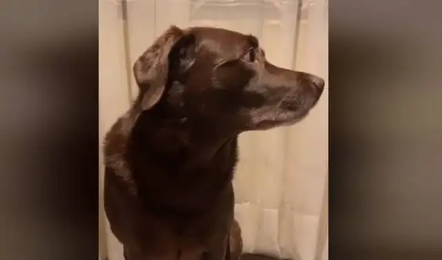 Facebook viral: joven le llama la atención a su perro y este sorprende ...