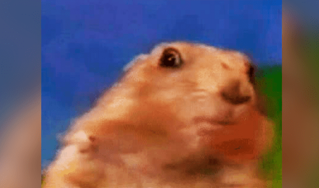 Meme del gato ‘me dijiste que tenías’ y otros animales que se volvieron ...