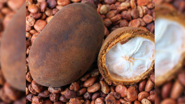 Copoazú, la superfruta amazónica que destacó a pesar de la crisis por ...