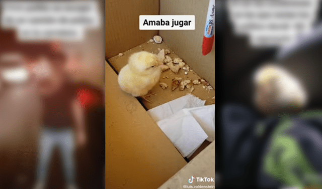 TikTok viral: joven salva pollito que cayó de camión en plena carretera ...