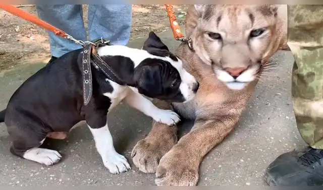 YouTube viral: tierno perro bebé trata de lamer a feroz puma y ocurre ...