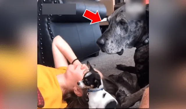 Facebook viral: perro “egoísta” quiere todos los mimos de su dueña y ...