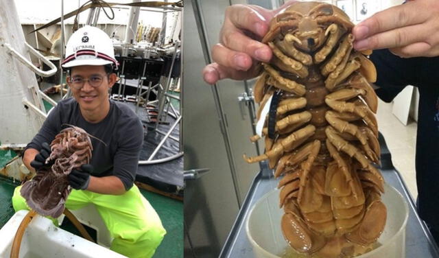 Facebook viral | Hallan a una “cucaracha marina” gigante en las ...