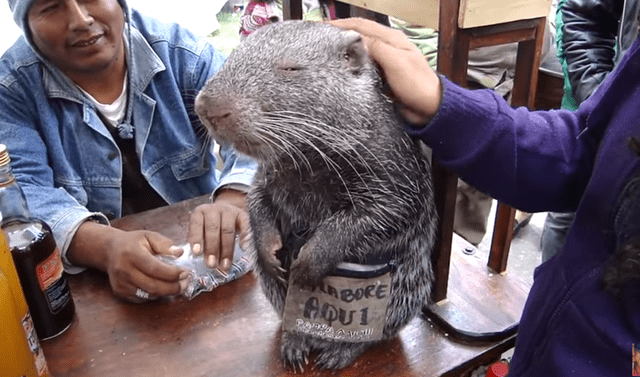 YouTube: turistas llegan a Perú y quedan sorprendidos con la Pacarana ...