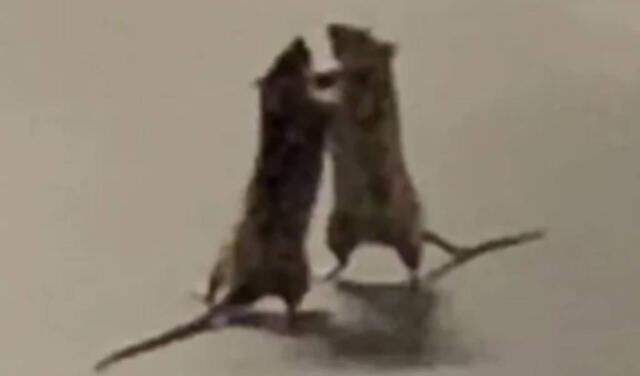 Facebook viral: gato presenció una brutal pelea entre dos ratas y ...