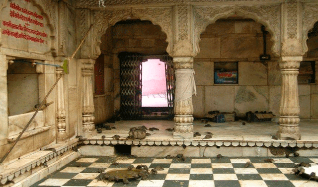 YouTube viral: ¿Conoces el 'Templo de las ratas' de la India? Aquí la ...