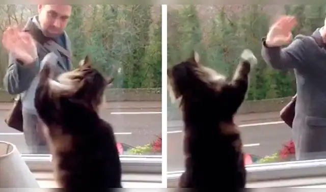 Facebook viral: gato sorprende a su dueño al tener un amoroso gesto con ...