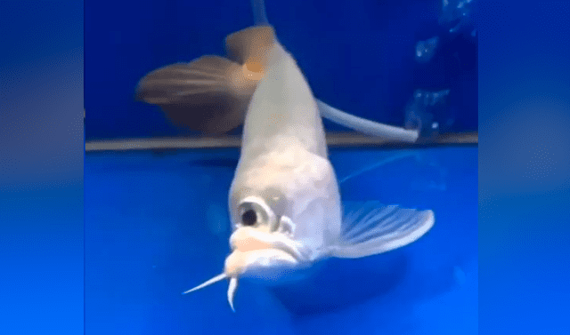 YouTube viral: atrapa extraño pez ‘cíclope’ y su aspecto deja aterrados ...