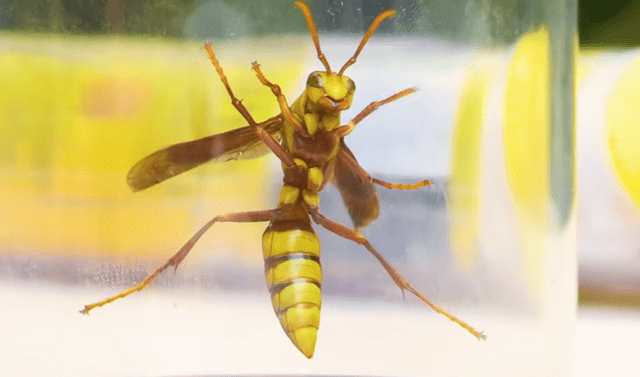 YouTube viral: se deja picar por letal avispa verdugo para descubrir ...