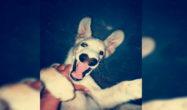 Facebook viral: Joaquín, el perro con ‘hocico leporino’ que pide apoyar ...