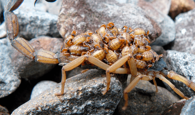 YouTube viral: graban momento en que cientos de crías de mamá alacrán ...