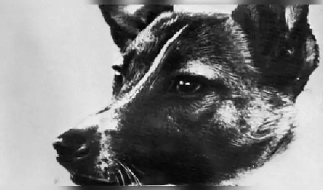 Laika perra rusa que viajó al espacio está de aniversario: se cumplen ...