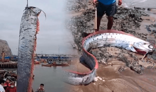 Viral | Encuentran pez remo, asociado a temblores y ‘catástrofes’, en ...