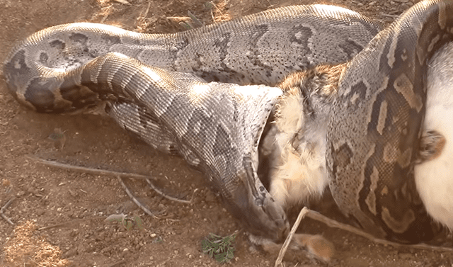 YouTube viral: serpiente se vio obligada a dislocar su mandíbula para ...