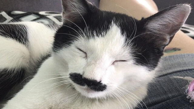 Facebook viral: adorable gato con bigote es comparado con Hitler y se ...