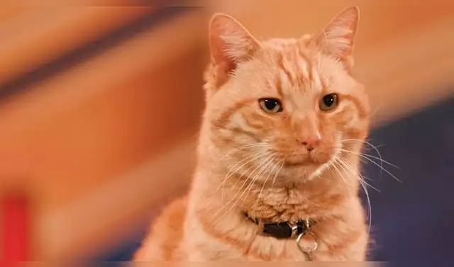 Capitana Marvel: ¿Quién es Goose? Origen e historia del gato de Carol ...
