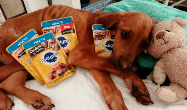 Facebook viral: Perro moribundo es rescatado de la calle y tras algunos ...