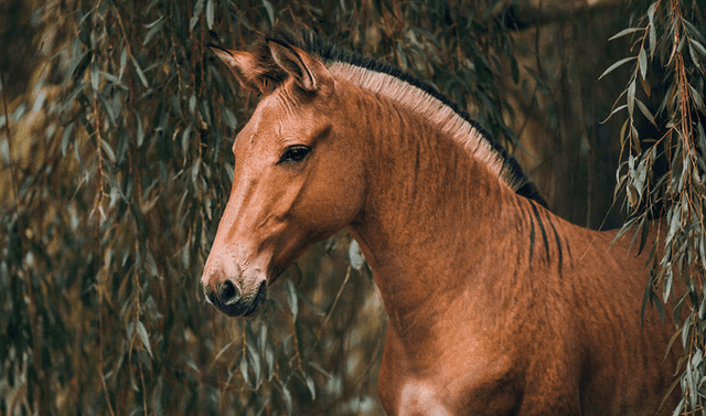 YouTube viral: Cebra y yegua tienen una cría y es considerada el animal ...