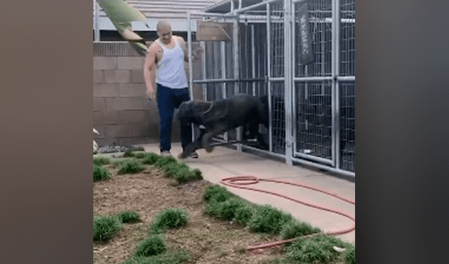 Facebook viral: Joven abre jaula de enorme perro sin imaginar la ...