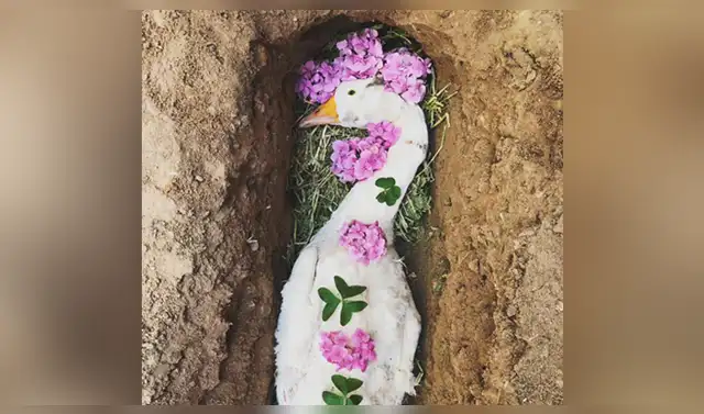 Facebook viral: Joven encuentra a su ganso muerto y arma un funeral ...
