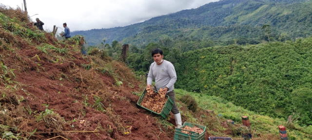 Kión peruano para el mundo Jenjibre / Exportación /Perú kión / Pendemia ...