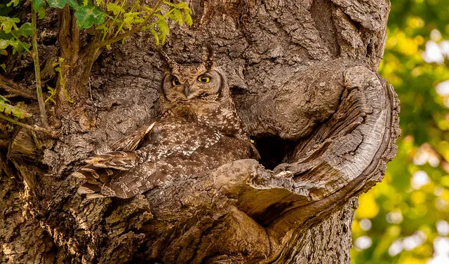 Facebook viral: Búho sorprende con perfecto camuflaje para proteger a ...