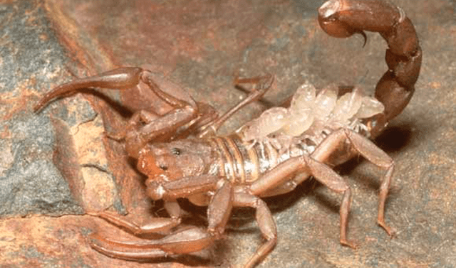 YouTube viral: graban momento en que cientos de crías de mamá alacrán ...