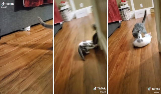 TikTok viral: Un gatito ‘ninja’ acecha a su compañero en un gracioso ...