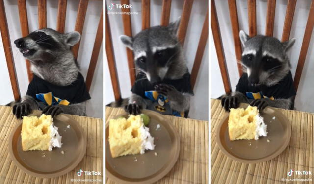 TikTok viral: Se viraliza el video de un mapache comiendo como un ...