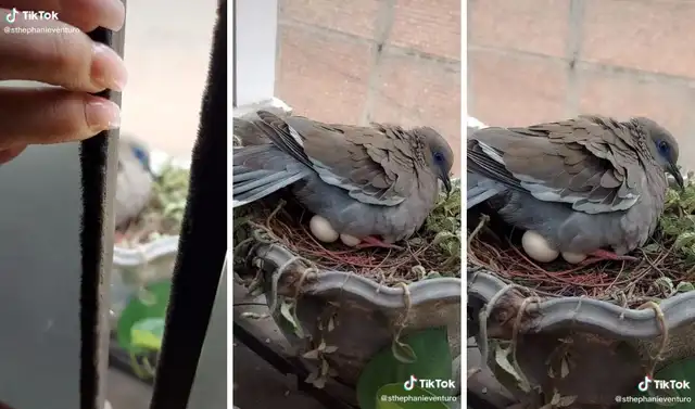 TikTok viral: Joven encuentra a una cuculí que armó su nido en una ...