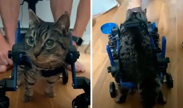 YouTube viral: pareja consigue una silla de ruedas para que su gatito ...