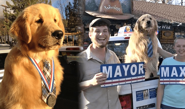 EE. UU.: Mayor Max II, el perrito que es alcalde de un pueblo de ...