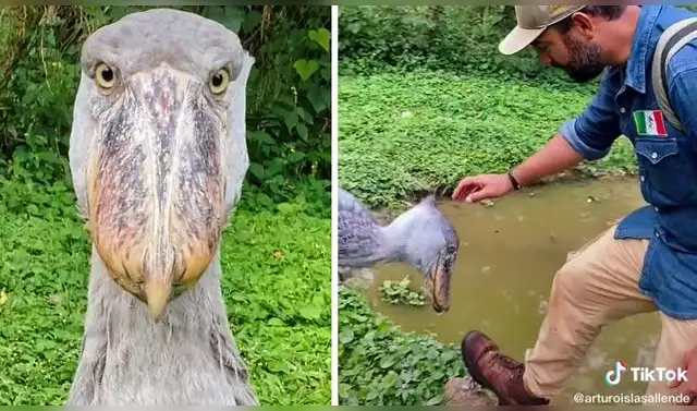 TikTok viral: famoso tiktoker encuentra un ave picozapato y queda ...