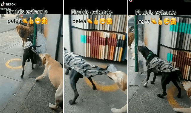 TikTok viral: perro jala el chaleco de su ‘amigo’ para evitar una pelea ...