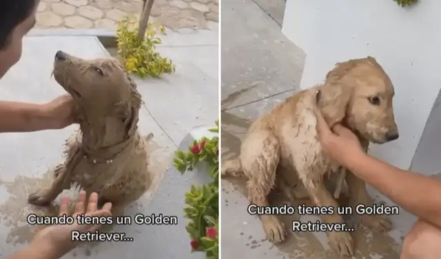 TikTok viral: perrito llega a casa bañado en lodo y le ‘pide disculpas ...