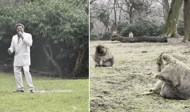 Inglaterra: santuario animal contrata a un cantante para incentivar a ...