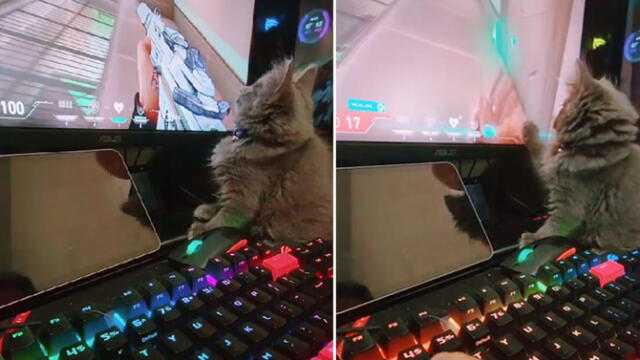 TikTok viral: gatito gamer disfruta de los videojuegos con su dueño y ...
