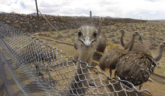 Puno: Iniciarán estudios sobre el suri, ave en peligro de su extinción ...