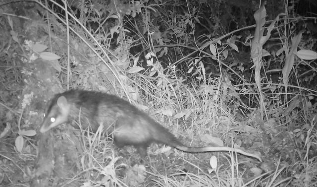 Machu picchu: registran avistamientos de la rata chinchilla especie que ...