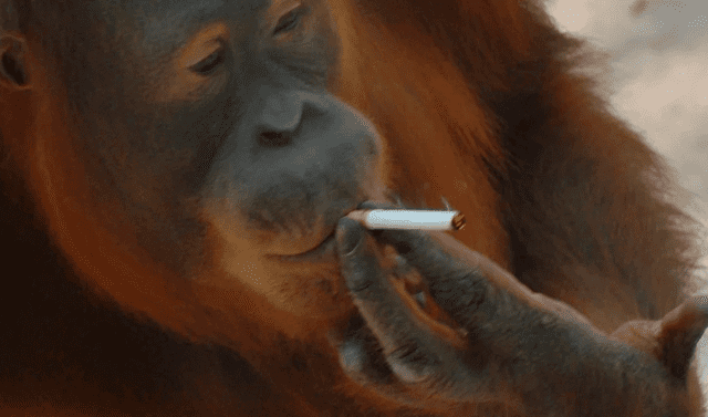 Maltrato animal: captan a orangután fumando un cigarrillo en un ...