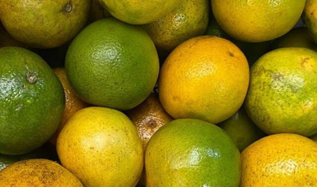 Se cayeron las ventas de naranja peruana al Reino Unido: no compraron ...