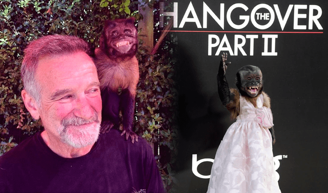 Crystal, el mono de Hollywood que ha trabajado en más de 30 series y ...