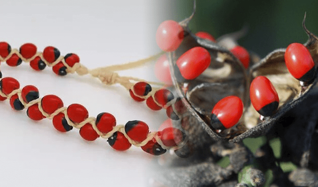 Huayruro: ¿cuál es el uso medicinal de este popular símbolo de la buena ...