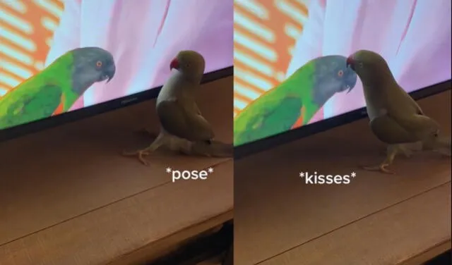 TikTok viral: Lorito ve un ave en el televisor y se acerca para ...