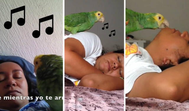Facebook viral: Lorito arrulla a su humana al cantarle tierno tema y ...