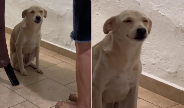 TikTok viral: Perrito es castigado y hace caras graciosas al escuchar ...