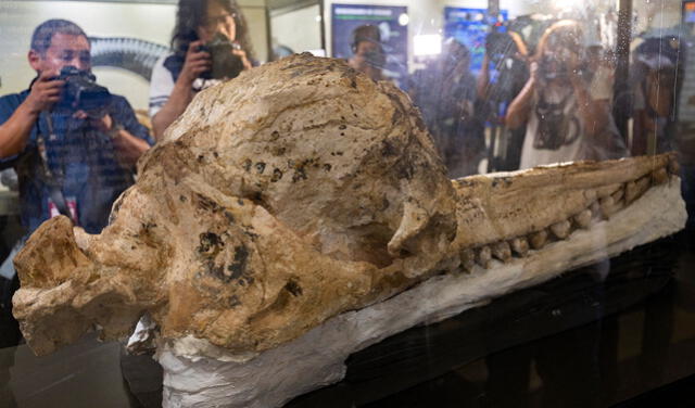 Hallan en Perú "el fósil mejor preservado del mundo" de cachalote ...