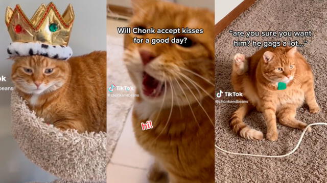 Estados Unidos | ¿Quién es Chonk, el gato que es tendencia en TikTok ...