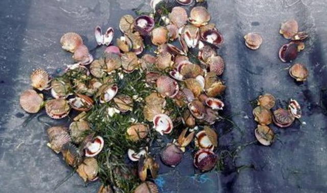 Piura: maricultores denuncian muerte de conchas de abanico por construcción de un dique ...