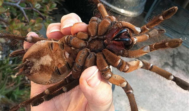 Tarántula Goliat | ¿cuánto mide la tarántula goliat, la araña más ...